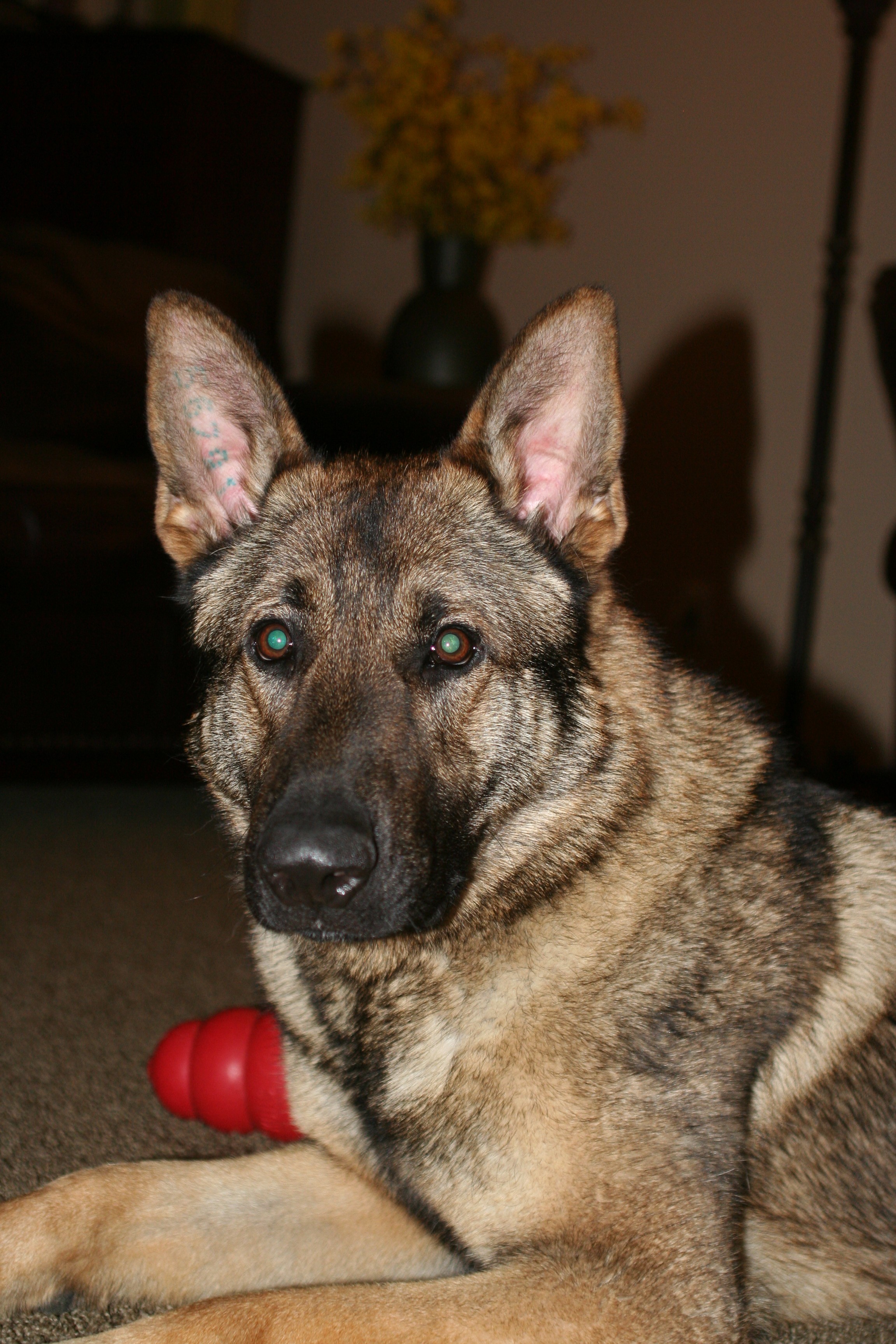 After Eight Years on the Job YPD K-9 Retires | Yakima Police Department After Eight Years on the Job YPD K-9 Retires | Yakima Police Department